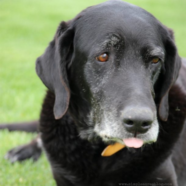 black lab - Simple Acres Blog
